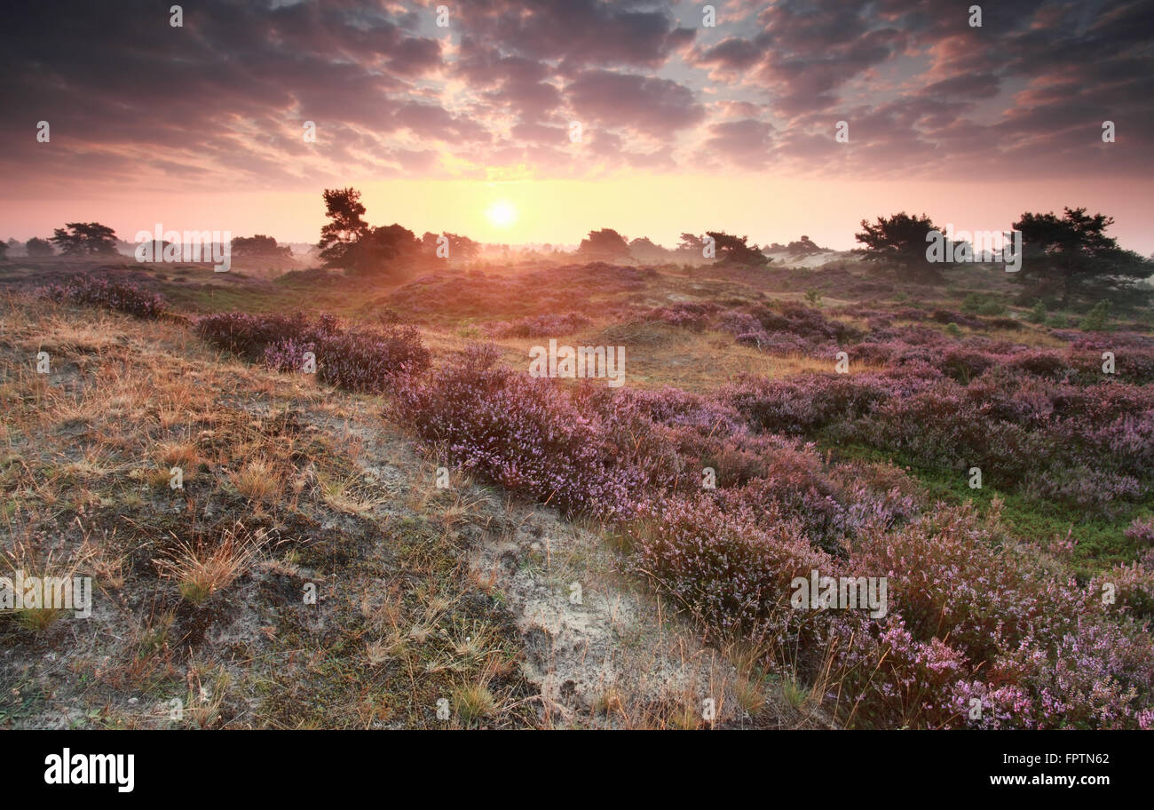 purple misty sunrise over flowering heather in summer Stock Photo - Alamy