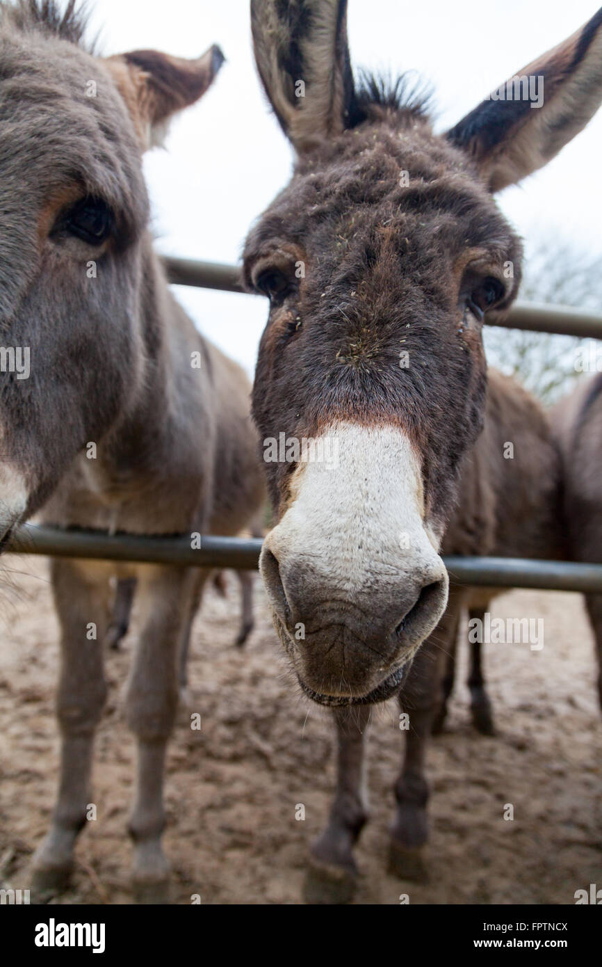donkey looks to the camera Stock Photo - Alamy