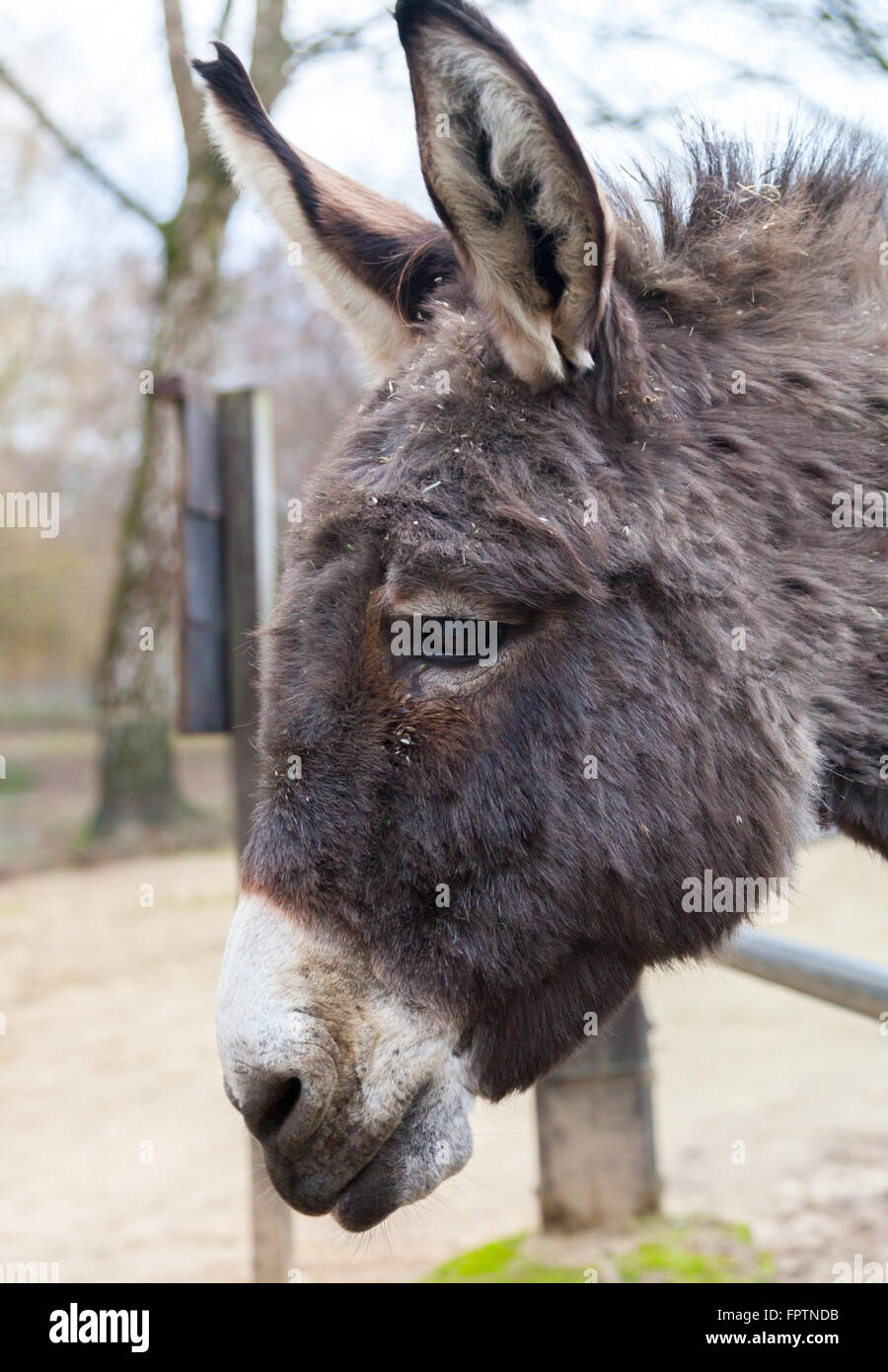 Donkey face hi-res stock photography and images - Alamy