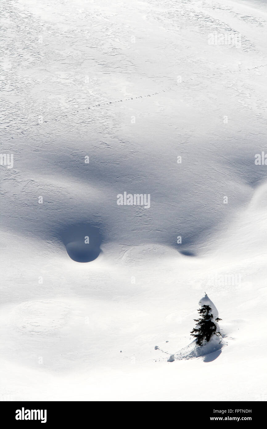 Little christmas trees isolated under snow Stock Photo - Alamy