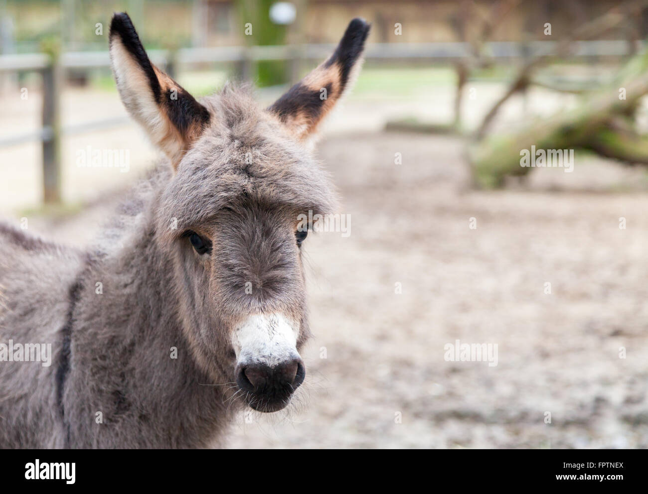 young donkey looks to the camera Stock Photo - Alamy