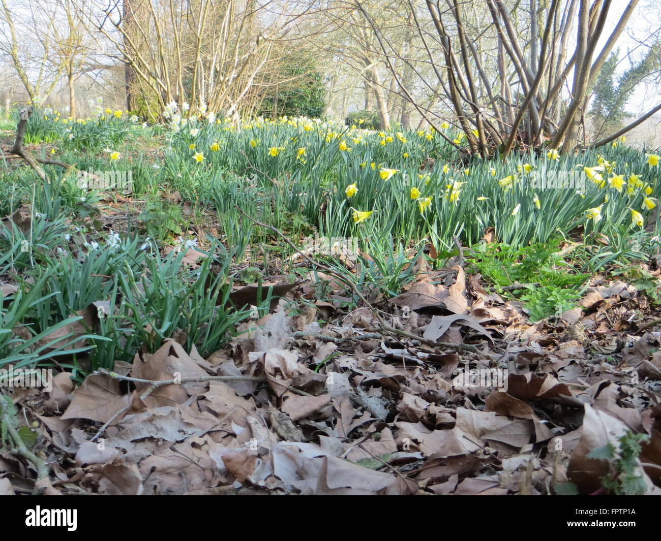Dying daffodils and leaves in Hampshire after the flowers bloomed early ...