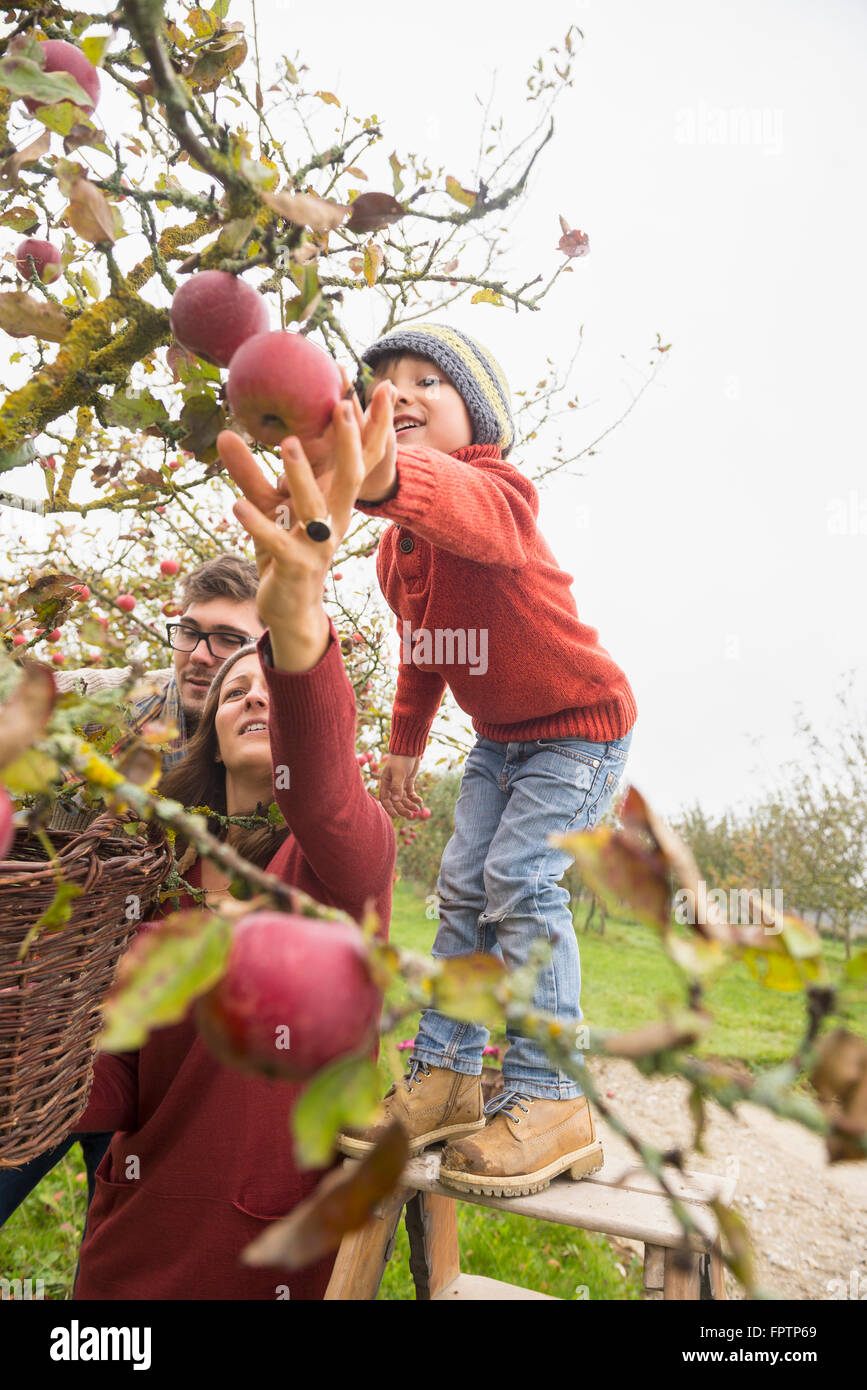 Family picking apples in an apple orchard, Bavaria, Germany Stock Photo ...