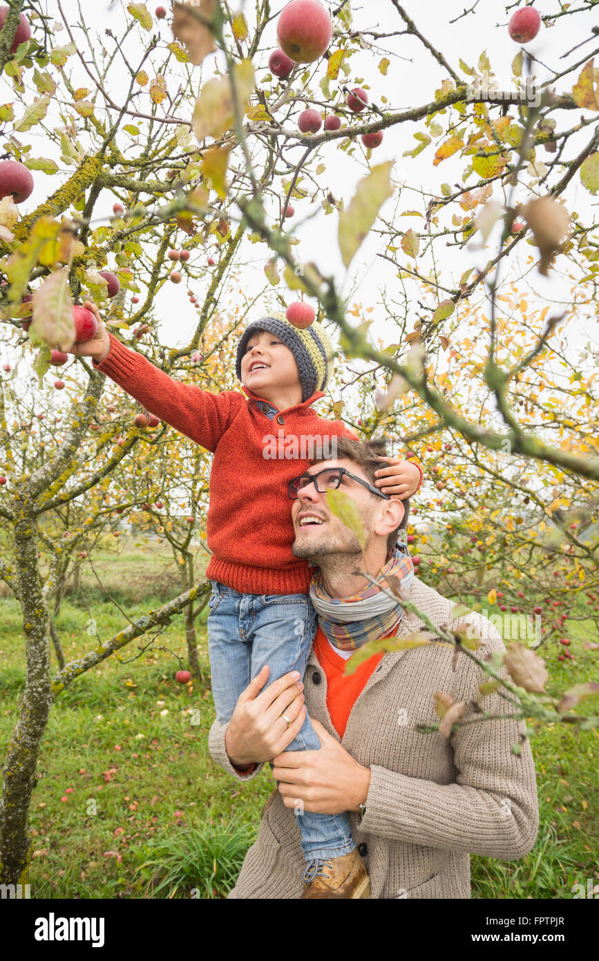 Man carrying his son on shoulder for picking apples from tree in an ...