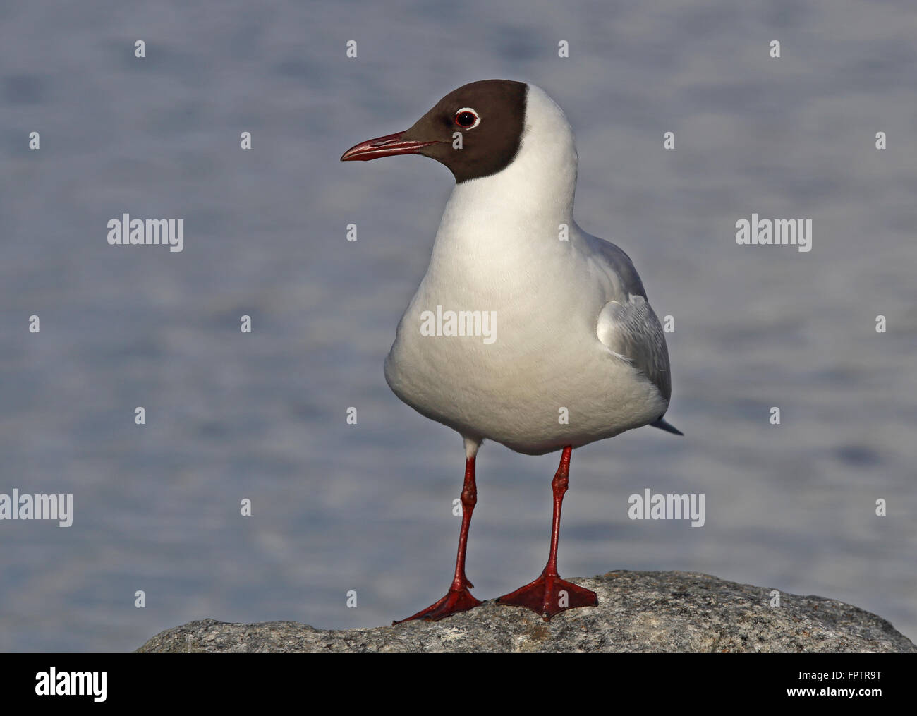 Black-headed gull, standing on rock, clean background Stock Photo - Alamy
