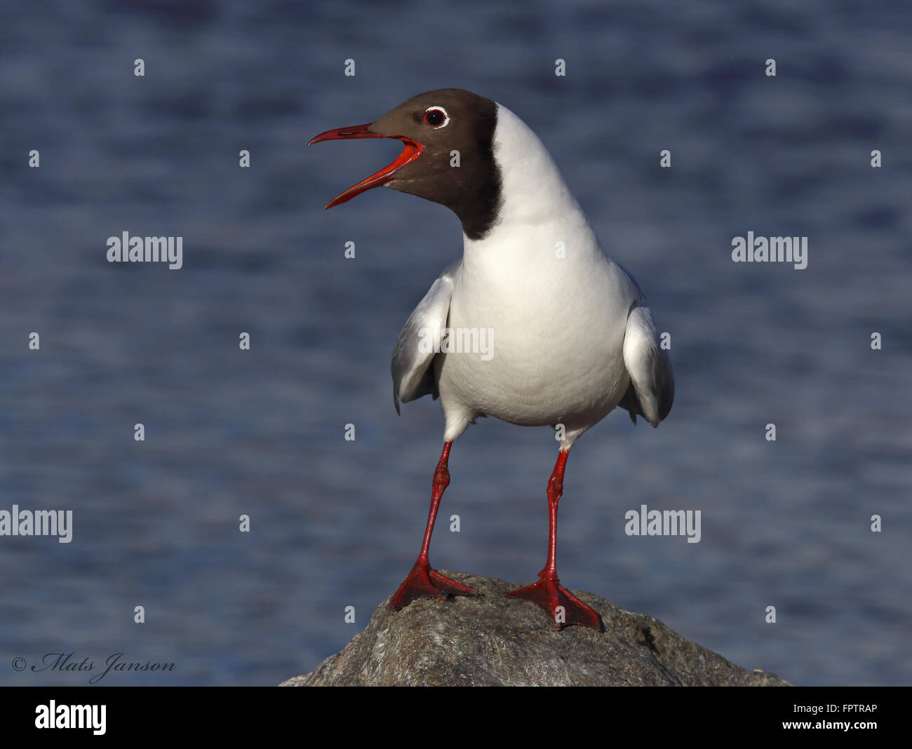 Screaming gulls hi-res stock photography and images - Alamy