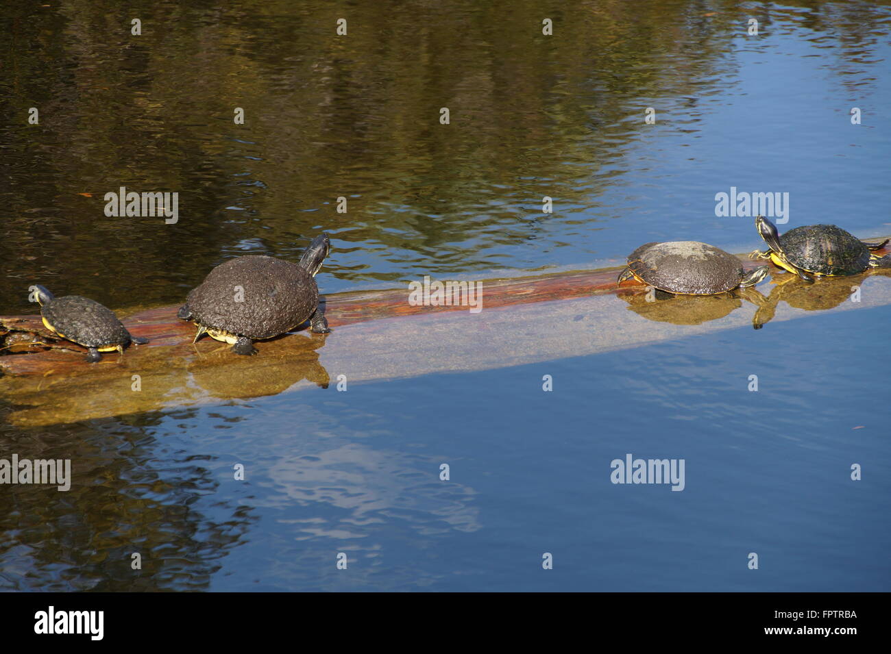 Turtles sitting on a long in Wilmington, North Carolina Stock Photo - Alamy