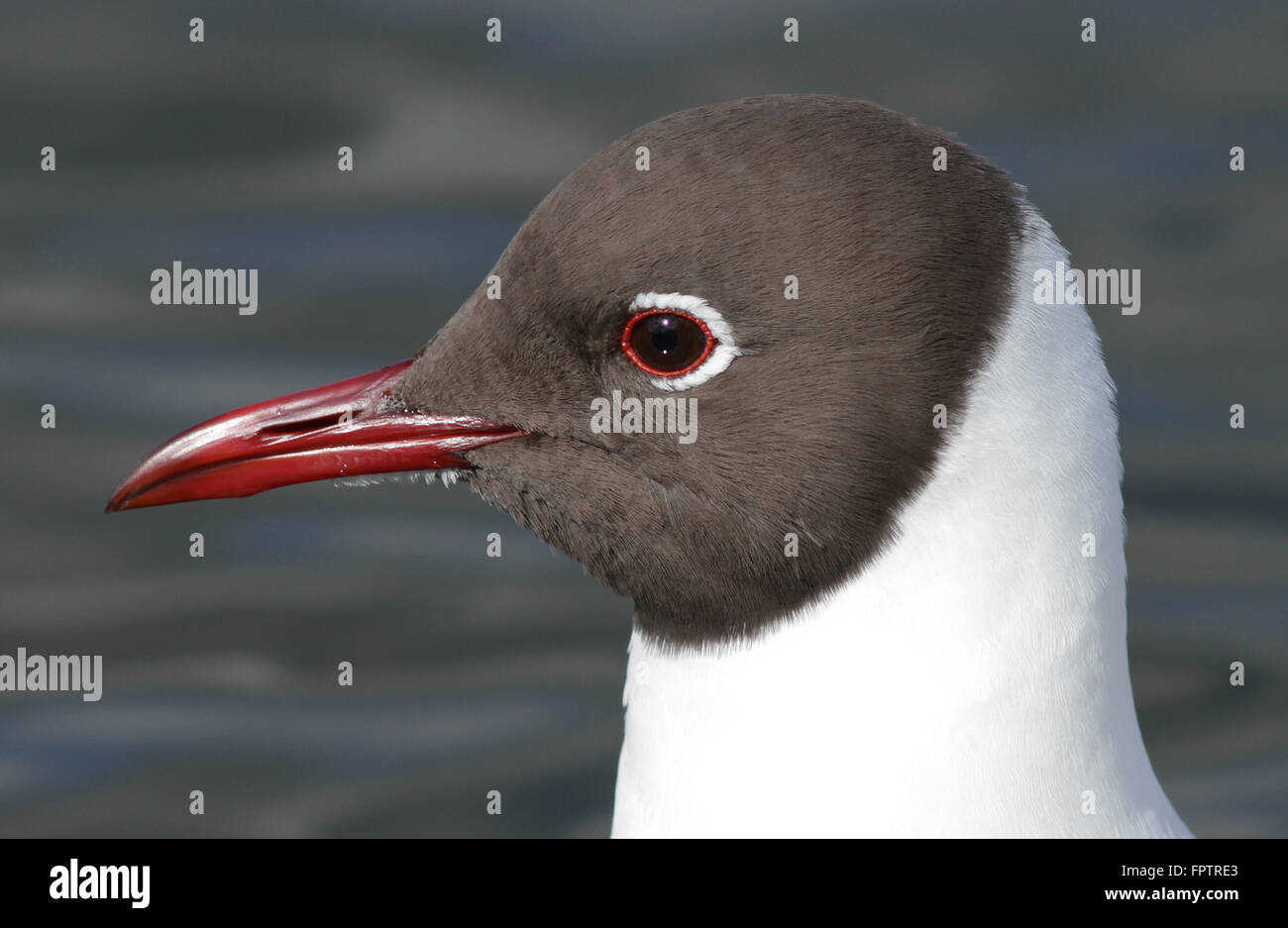 Black head gull with summer plumage hi-res stock photography and images ...