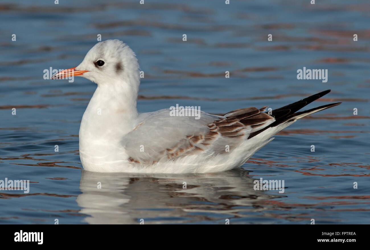 Close up seagull swimming hi-res stock photography and images - Alamy