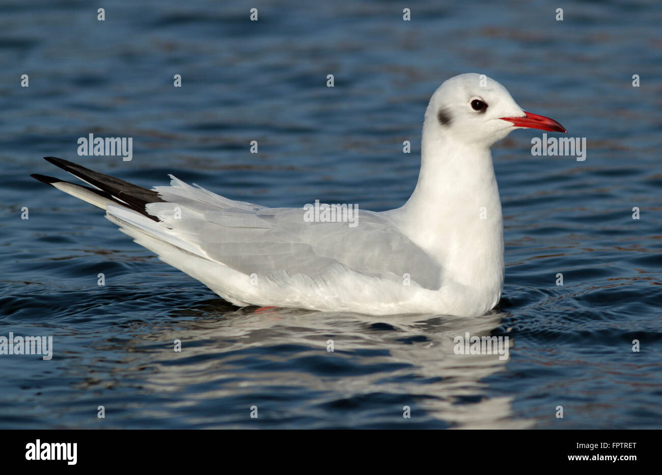 Black-headed gull, swimming, winter plumage Stock Photo - Alamy