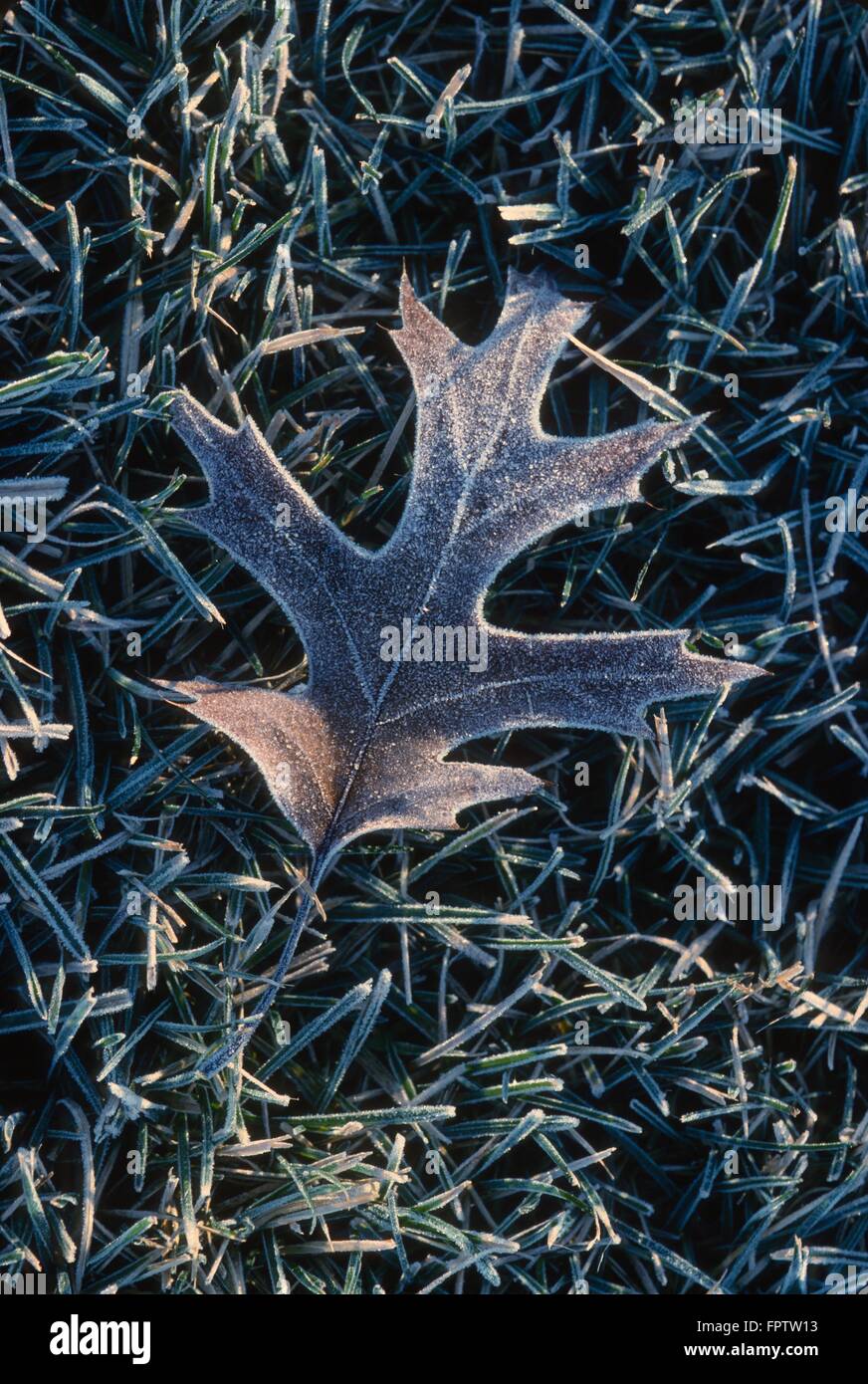 Northern Pin Oak leaf,(Quercus ellipiodalis), is highlighted by tghe ...