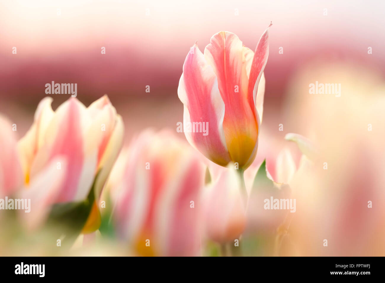 Yellow red flamed tulip in flowerbed in Springtime in the Netherlands ...