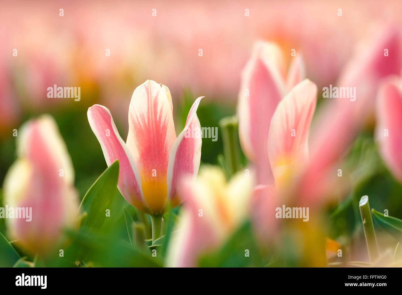 Yellow red flamed tulip in flowerbed in Springtime in the Netherlands ...