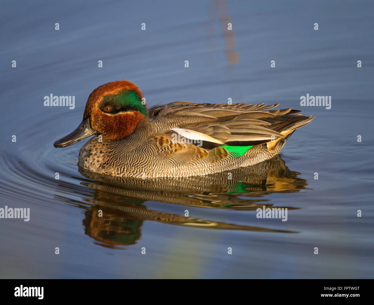 Eurasian teal or common teal, anas crecca, floating on the water Stock ...