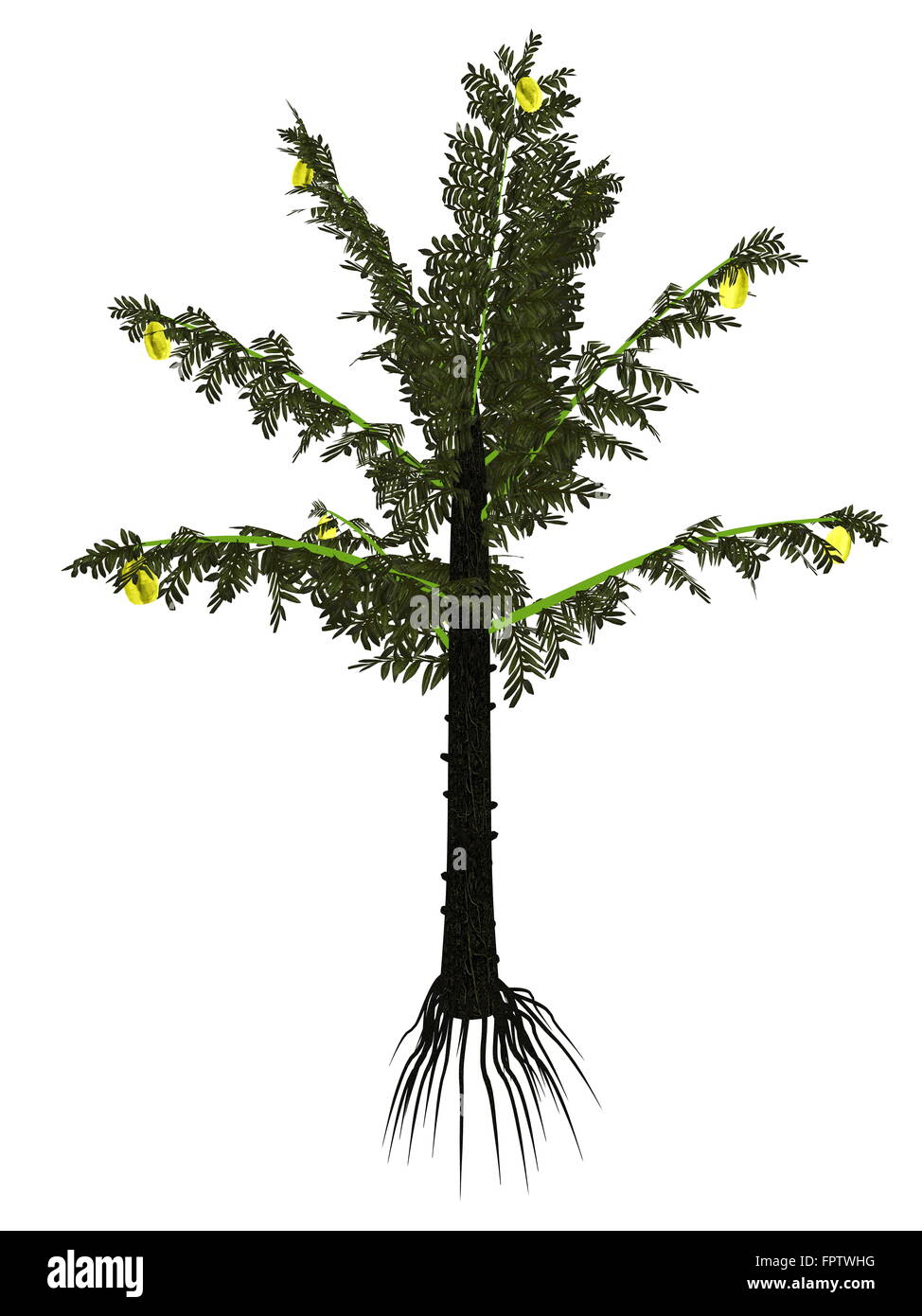 Alethopteris serli prehistoric tree isolated in white background - 3D ...