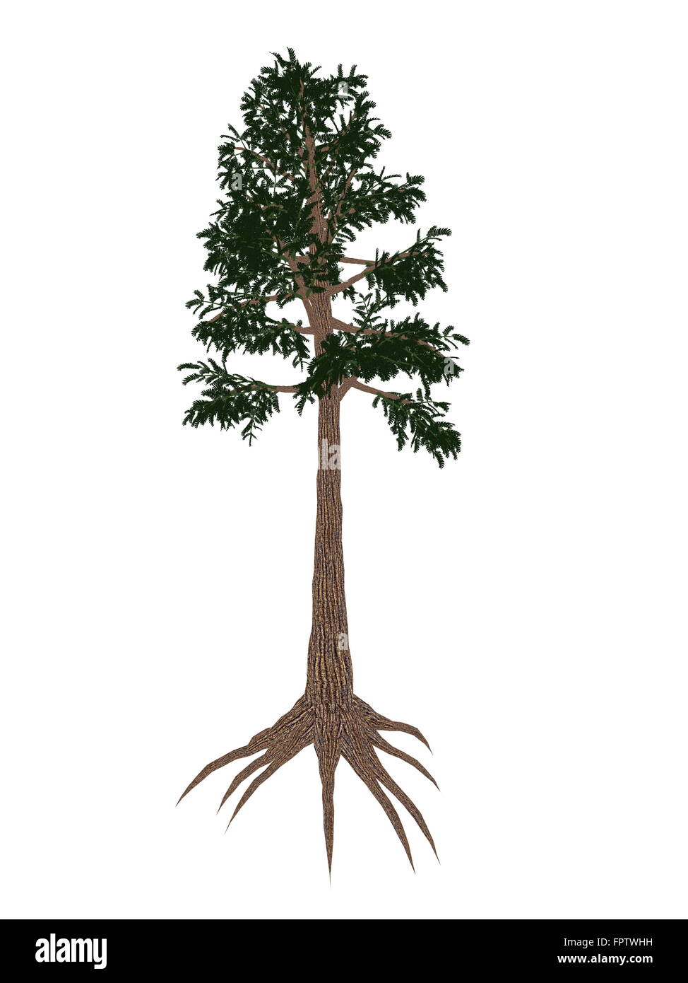 Archaeopteris prehistoric tree isolated in white background - 3D render ...
