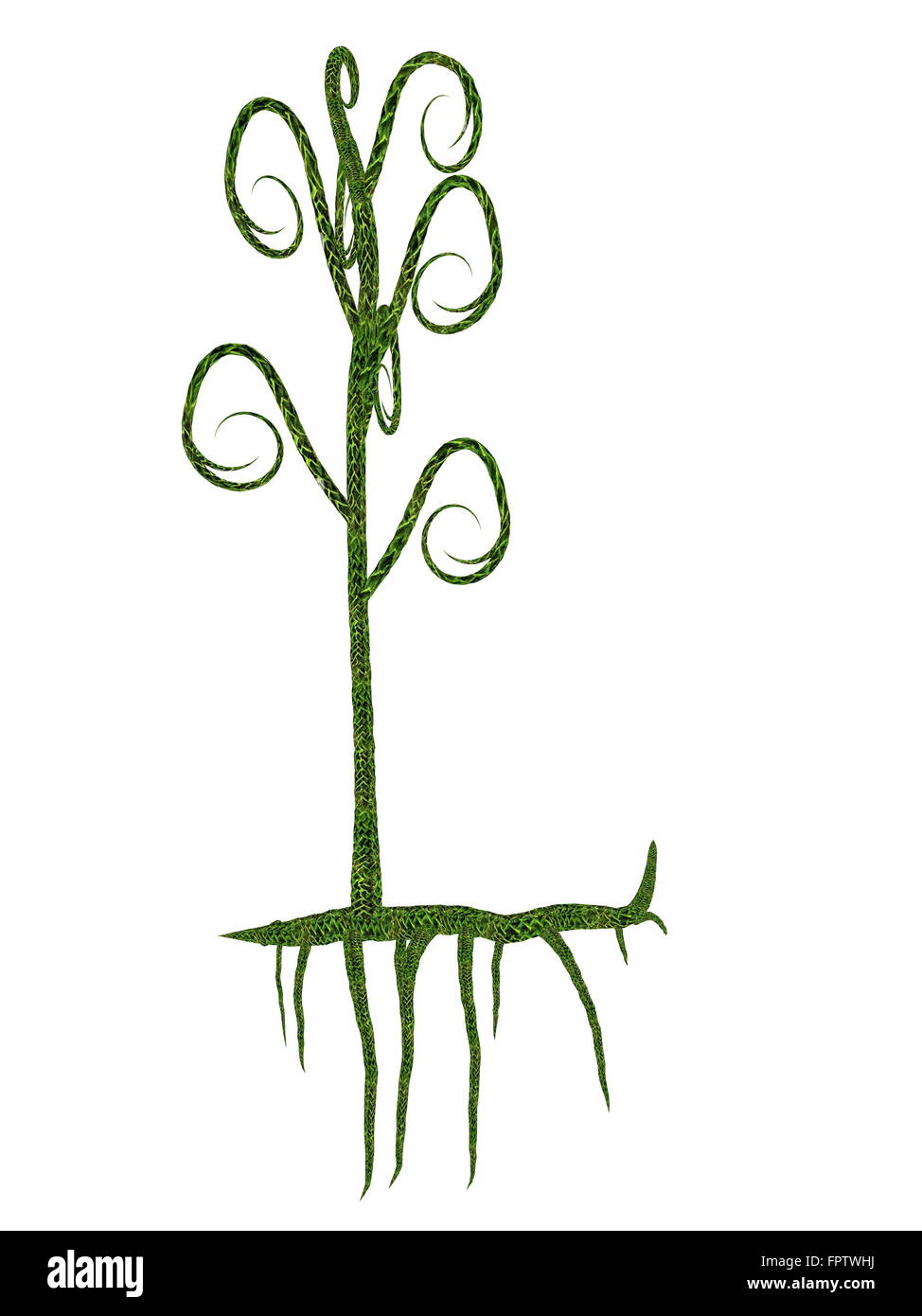 Asteroxylon mackiei prehistoric plant isolated in white background - 3D ...