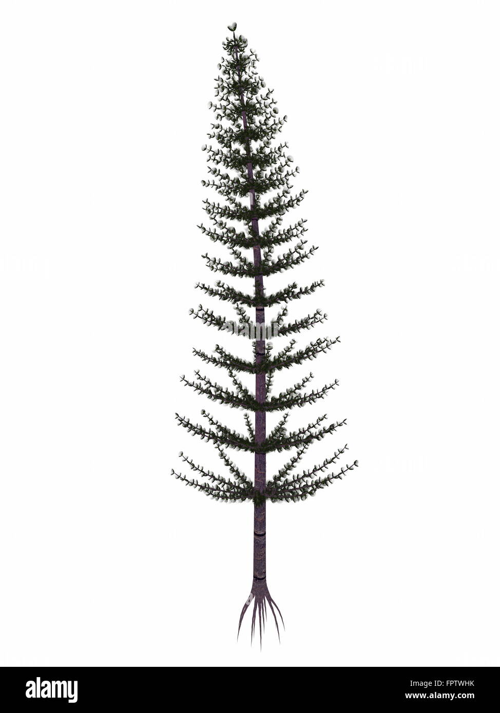 Calamites equisetites prehistoric plant isolated in white background ...