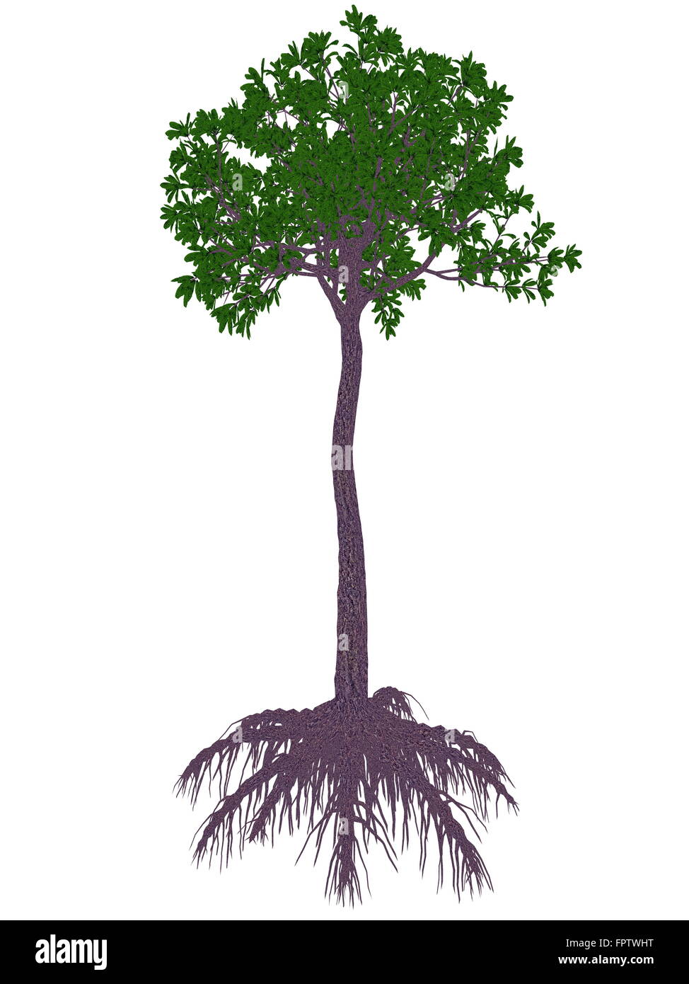 Permian glossopteris forest hi-res stock photography and images - Alamy