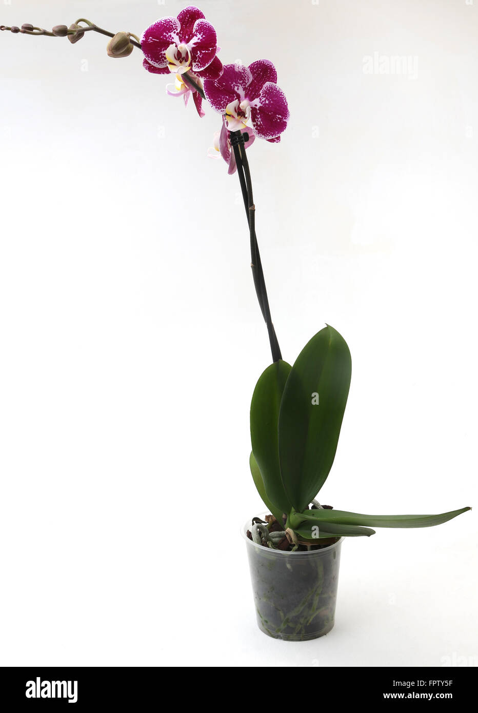 Purple Raspberry Orchids Stock Photo - Alamy