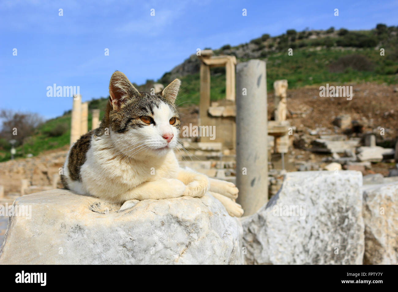 Cat laying on a pillar in the Ancient City of Ephesus Stock Photo - Alamy