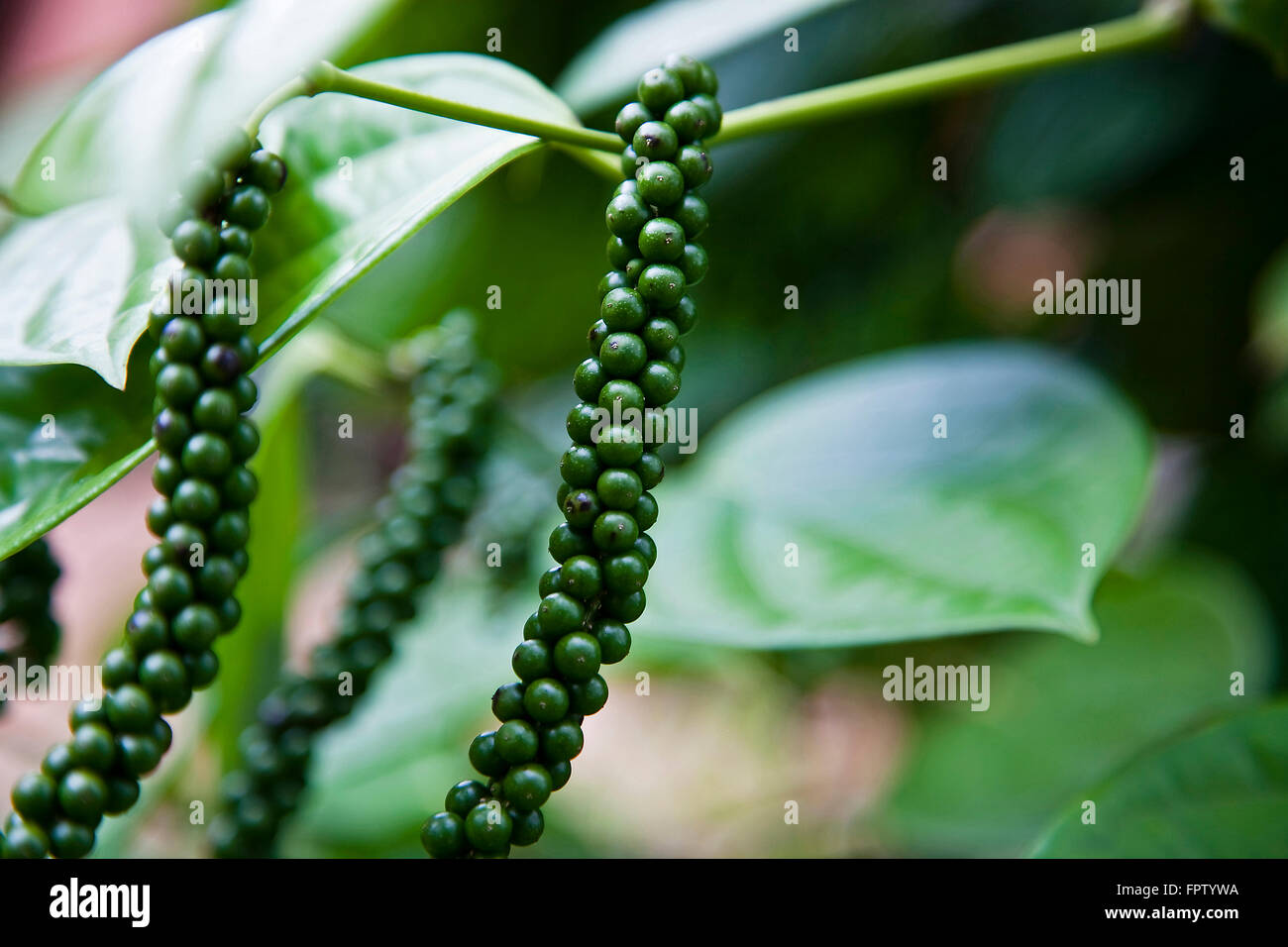 Piper nigrum pepper family piperaceae hi-res stock photography and ...