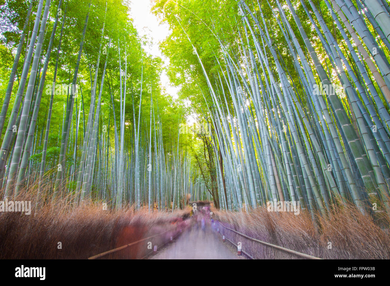 arashiyama japanese bamboo forest, Kyoto, Japan Stock Photo - Alamy