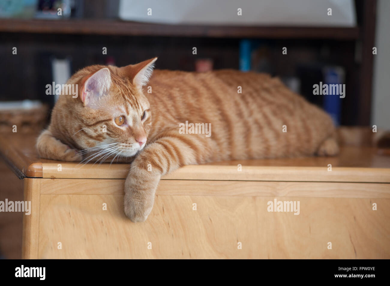 Orange cat lying on furniture with head turned to right Stock Photo - Alamy