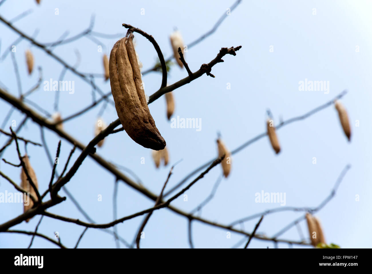 fresh ceiba pods on tree in blue sky background Stock Photo - Alamy