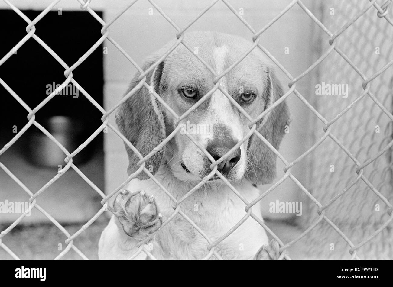 Pound rescue Black and White Stock Photos & Images - Alamy