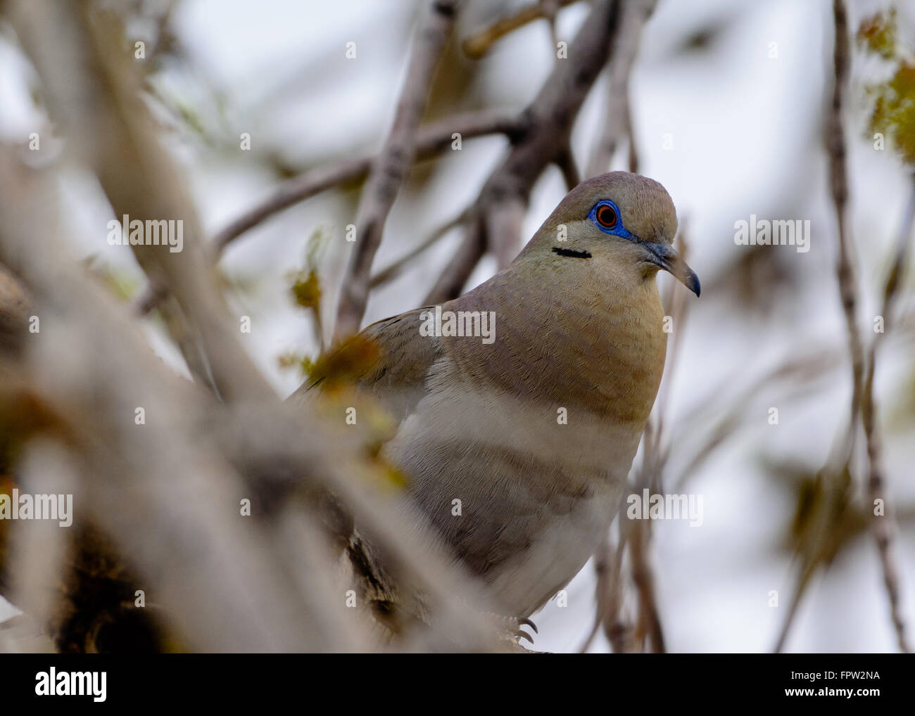 Blue eyed White-Wing Dove Close up. as it Rests in a tree. Vivid Eyes ...