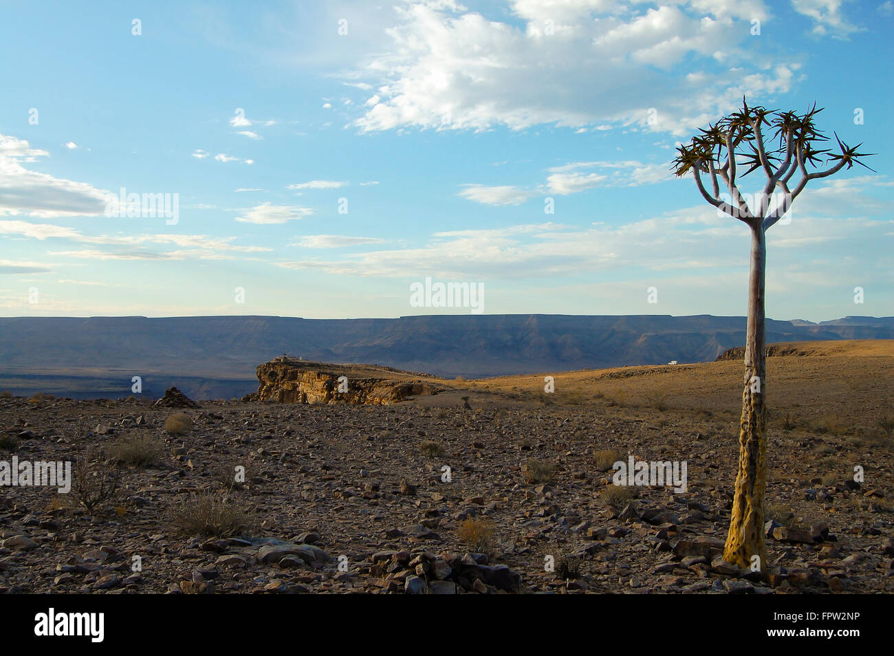 Quiver Tree - Namibia Stock Photo - Alamy