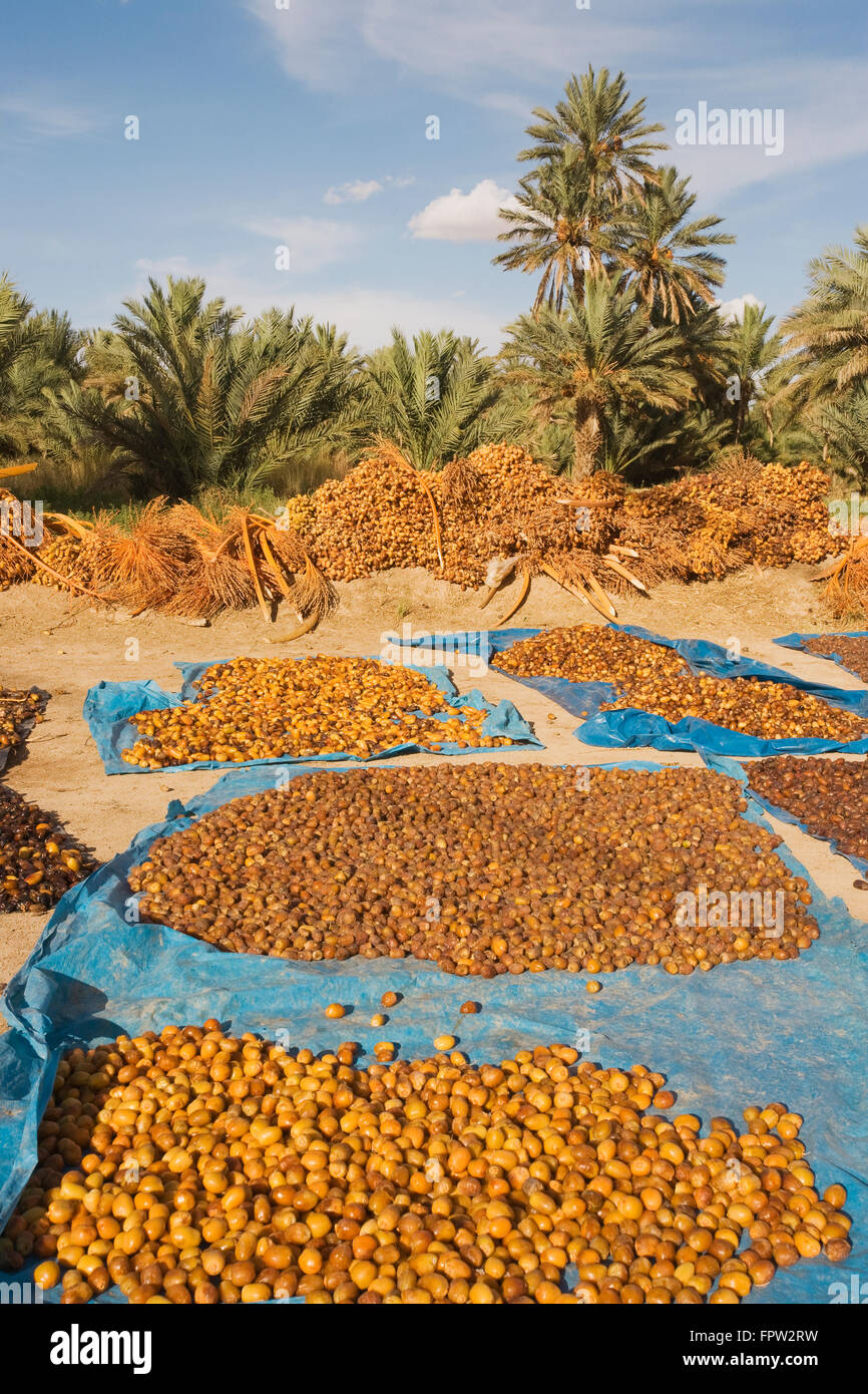 Harvested dates are sun-dried, date palm (Phoenix dactylifera ...