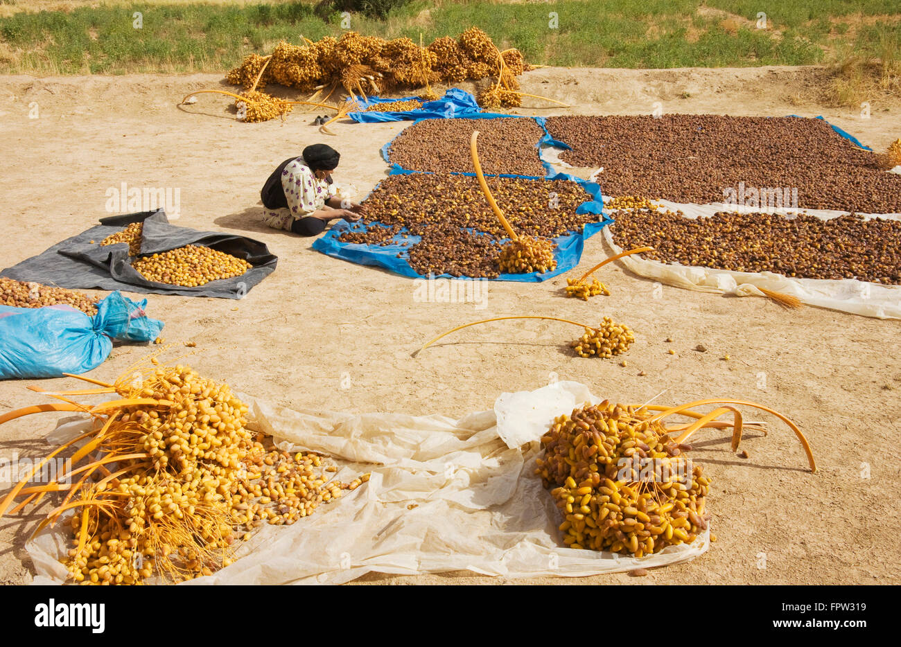 Harvested dates are graded according to quality and size and then sun ...