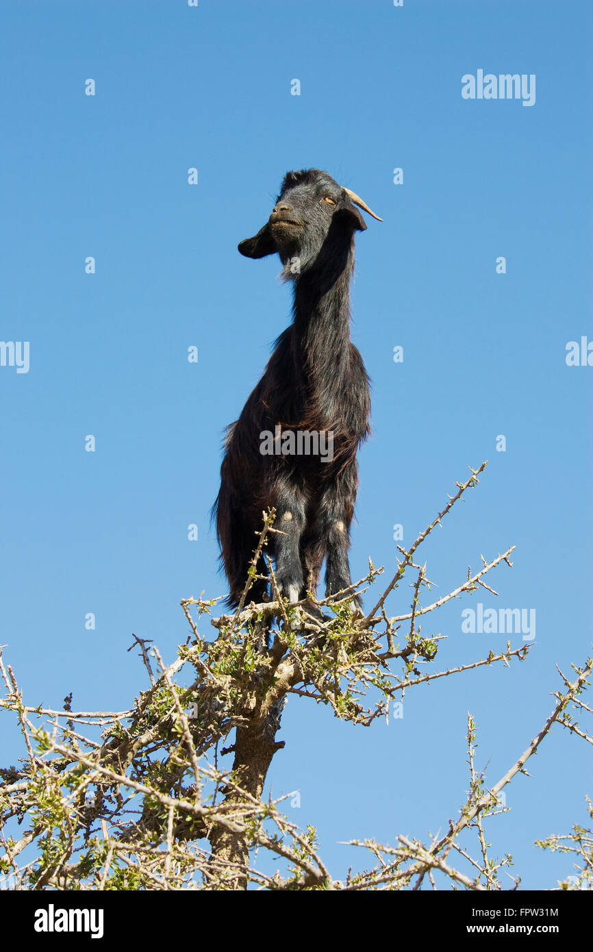 Anti tree climbing hi-res stock photography and images - Alamy