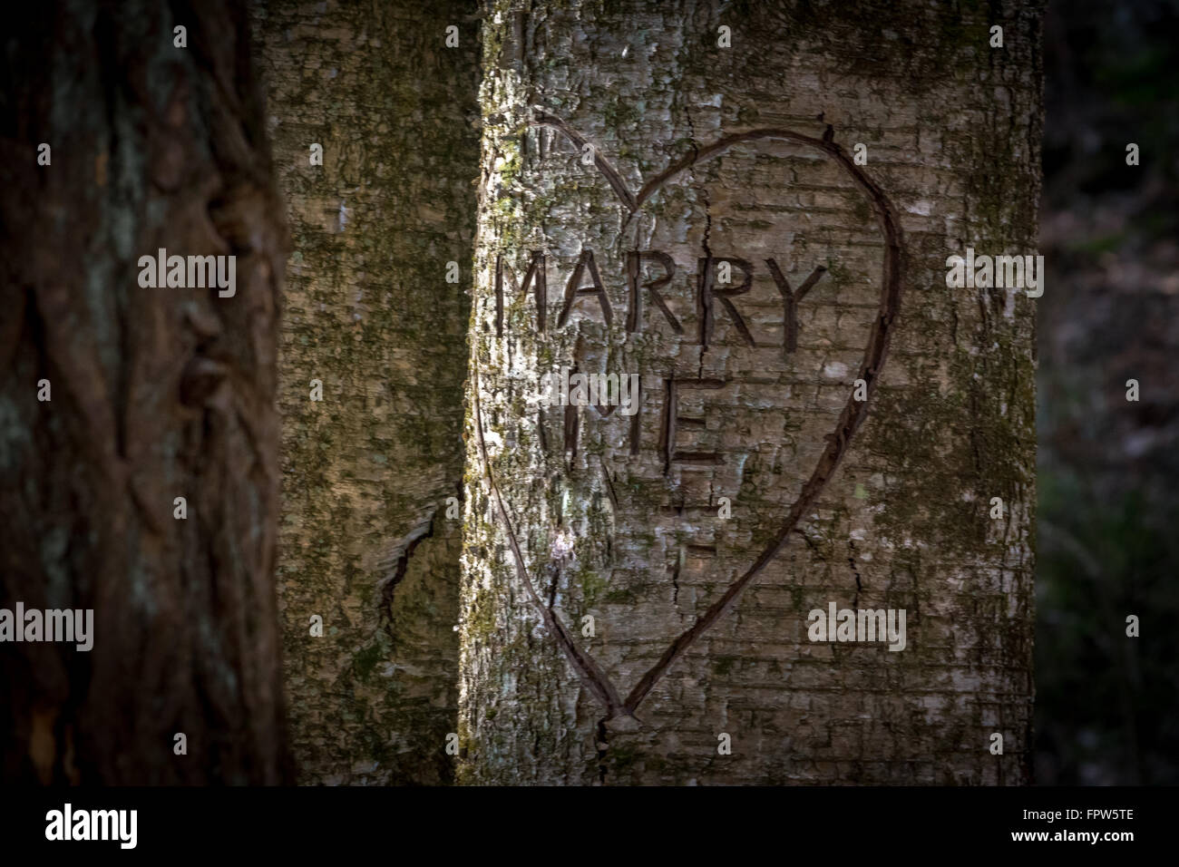Romantic proposal carved into a tree Stock Photo - Alamy