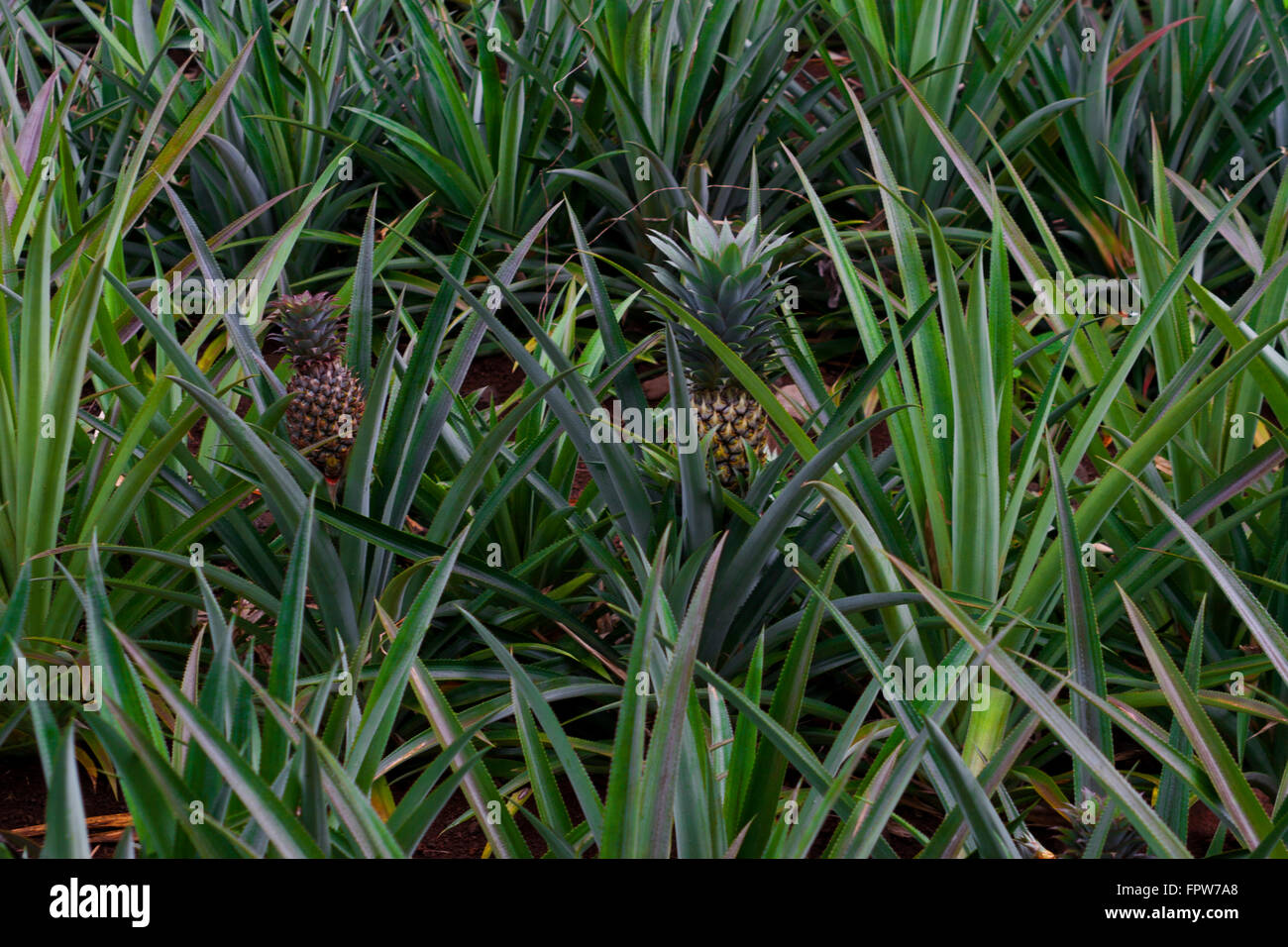 Island of Moorea, French Polynesia. Pineapple fields growing on the ...