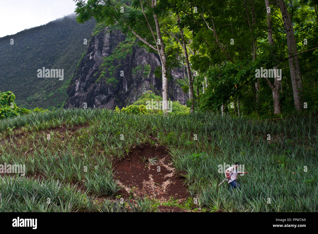 Island of Moorea, French Polynesia. Pineapple fields growing on the ...