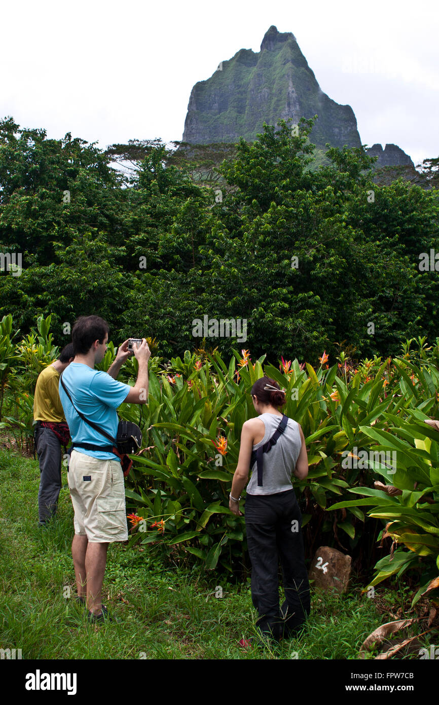 Island of Moorea, French Polynesia, travelers examining a plantation of ...