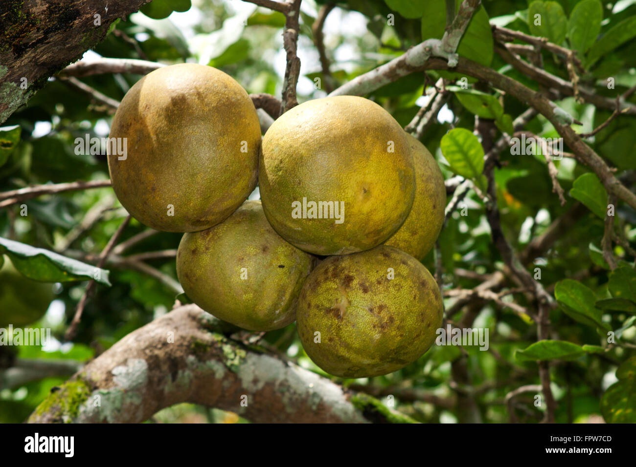 Island of Moorea, French Polynesia. Green grapefruit growing in a ...