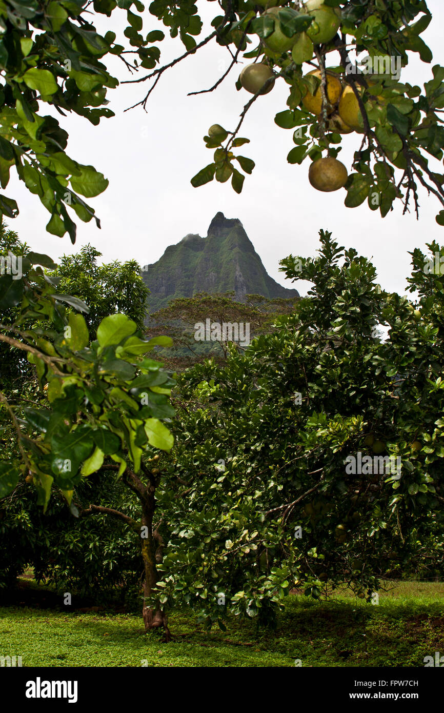 Island of Moorea, French Polynesia, a grapefruit orchard high in the ...