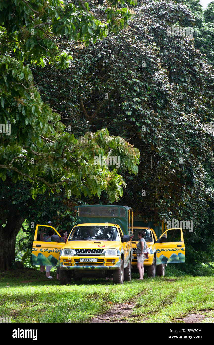 Island of Moorea, French Polynesia mountain safari vehicles in the ...