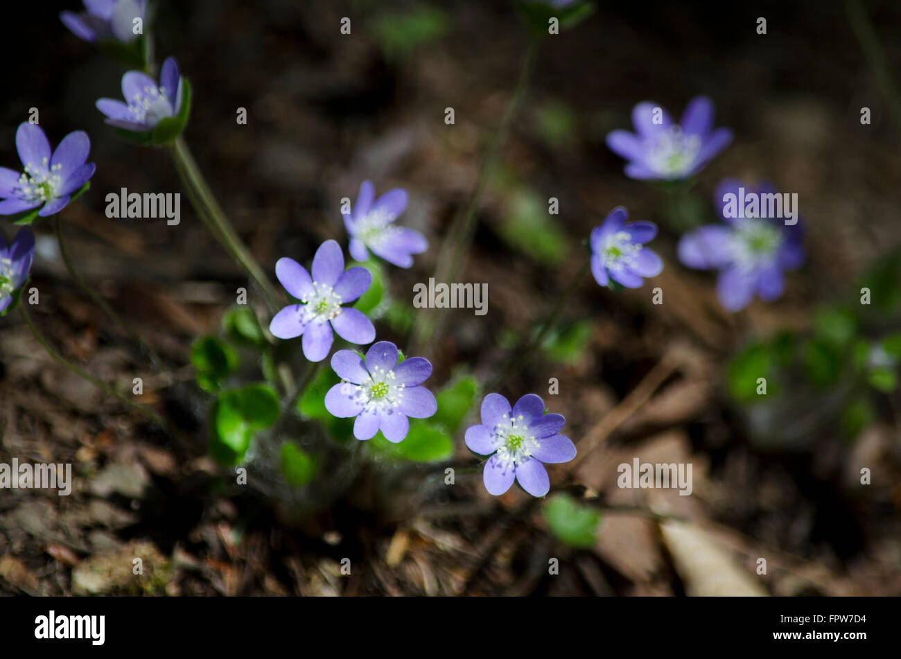 Hepatica hi-res stock photography and images - Alamy