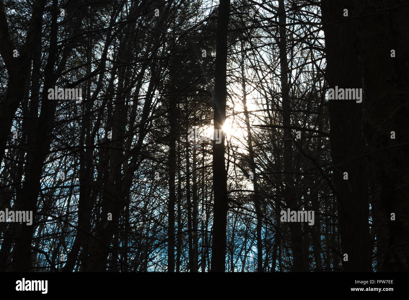 The view through the trees in a Pennsylvanian forest Stock Photo - Alamy