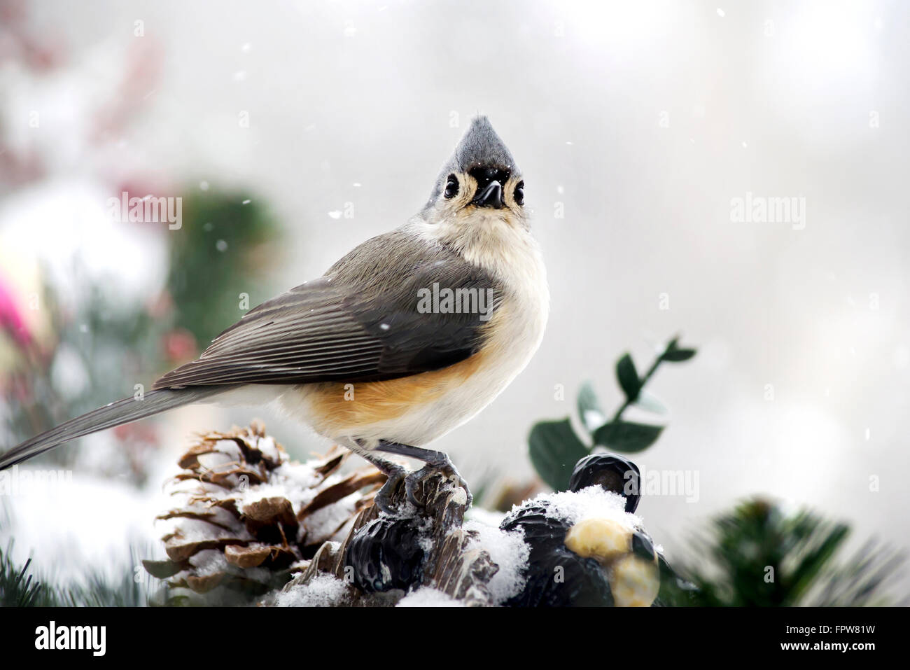 Titmouse hi-res stock photography and images - Alamy