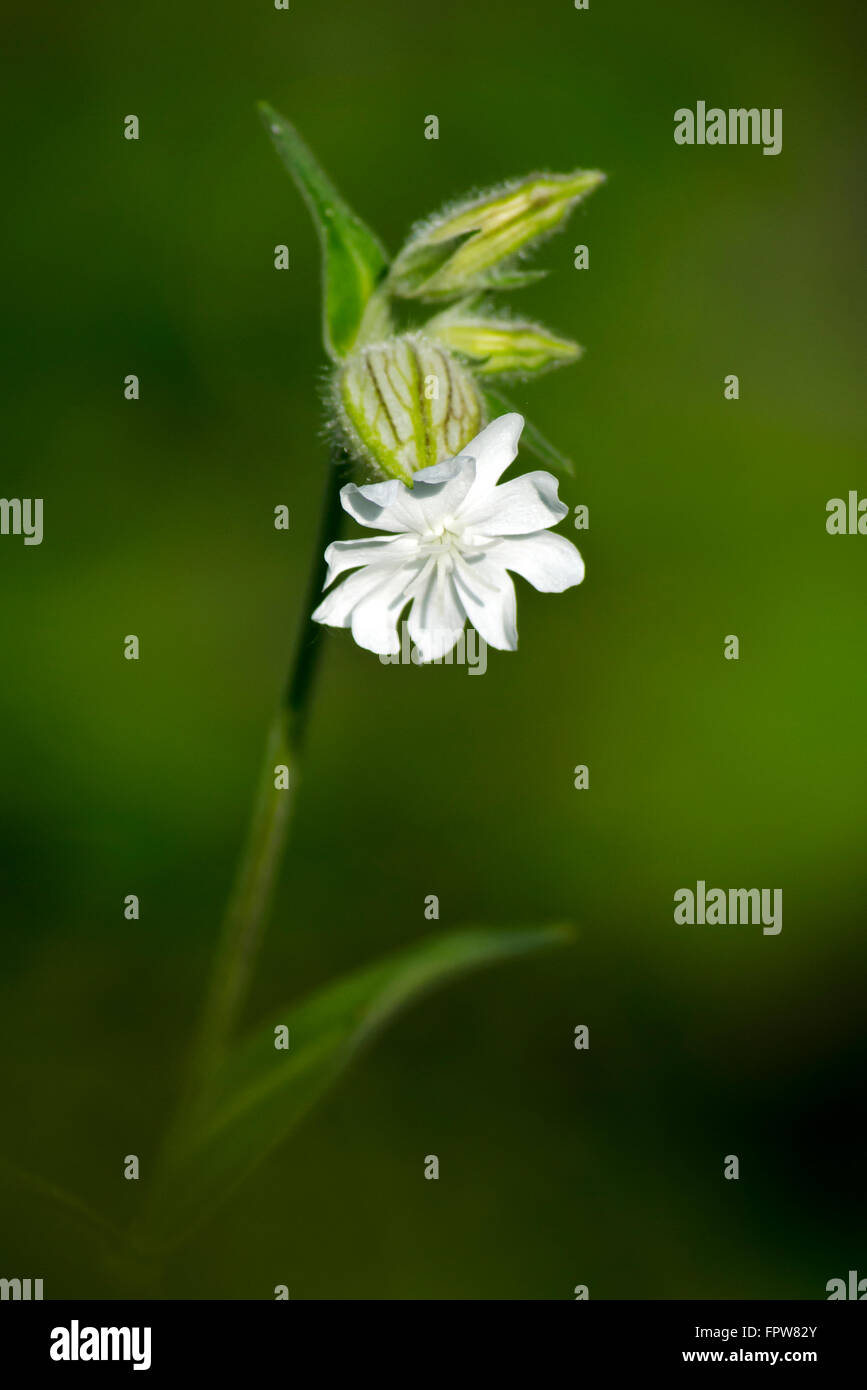 Campion flower isolated on green background Stock Photo - Alamy