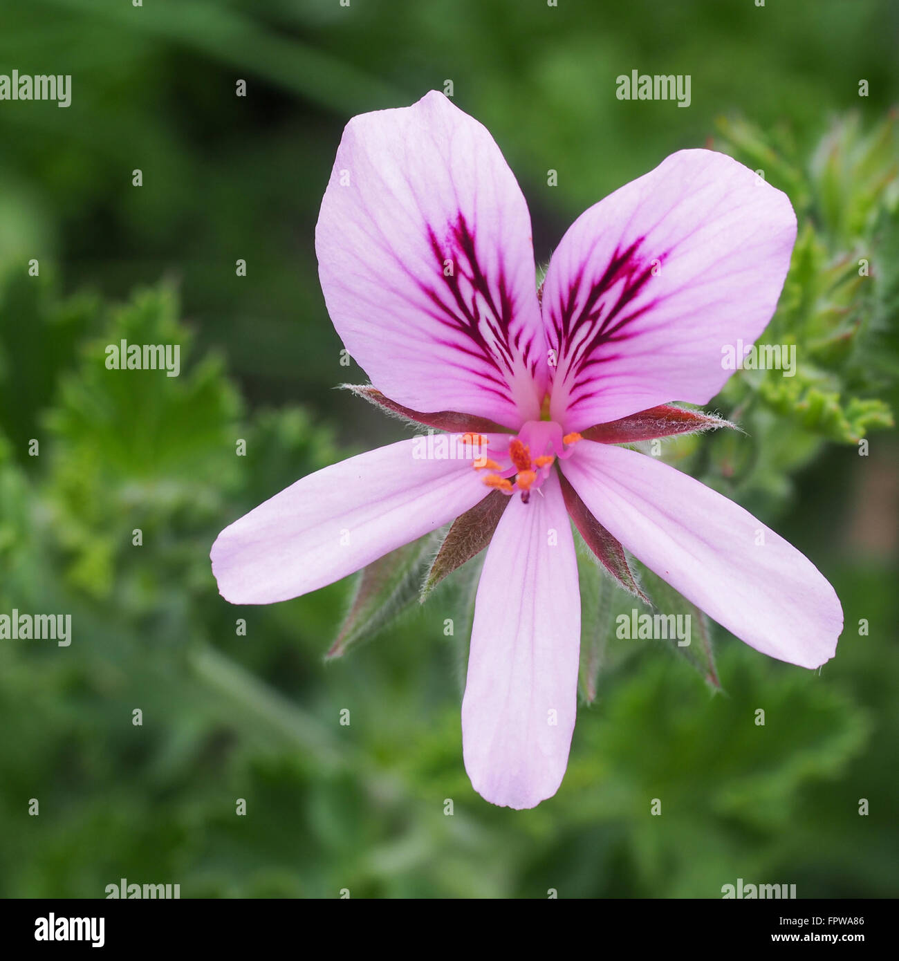 Pelargonium Flower Pale Pink Stock Photo - Alamy
