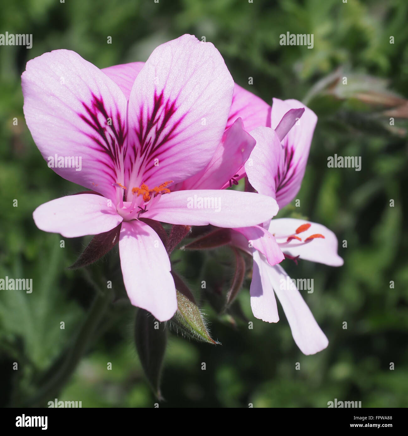 Pelargonium Flowers Pale Pink Stock Photo - Alamy