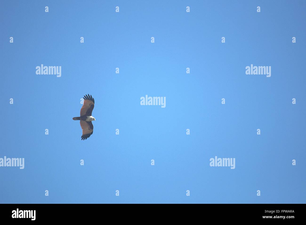 an eagle flying high in the sky Stock Photo - Alamy