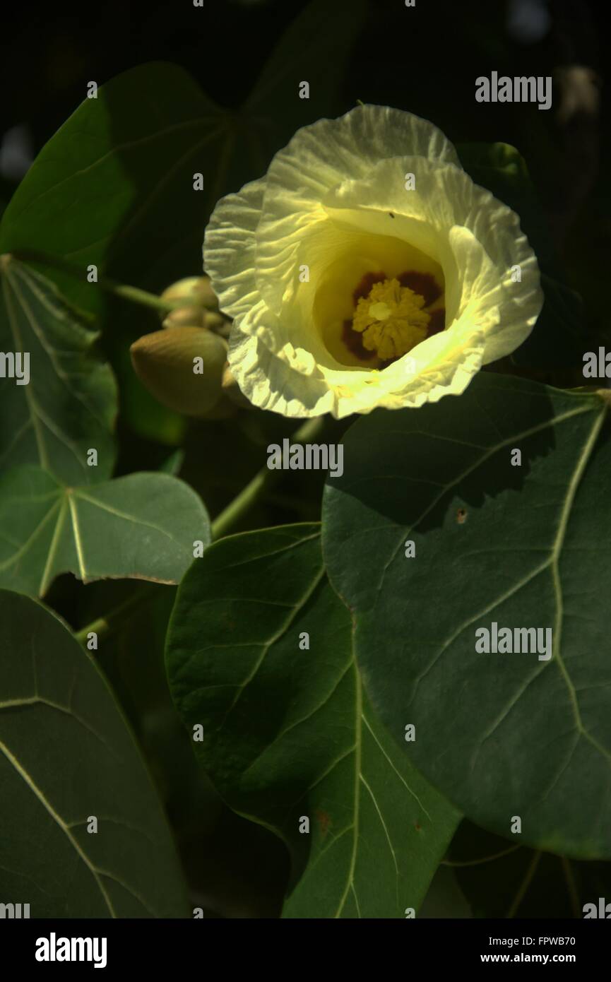 stigma inside the blossom yellow flower Stock Photo - Alamy